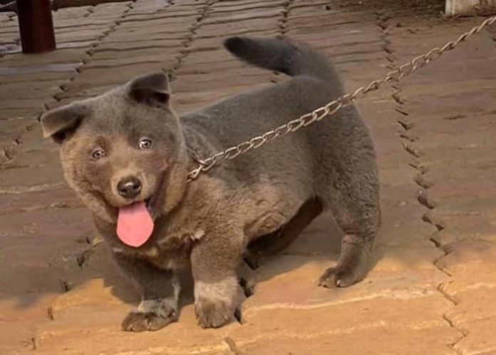 ¿Dúi es perro o gato? Esta mascota causó una confusión viral (vídeo ...